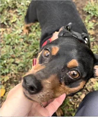 Southern California, CA - Miniature Pinscher. Meet Minnie a Pet for ...