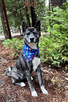 Lake Arrowhead, CA - Akita. Meet Athena a Pet for Adoption - AdoptaPet.com
