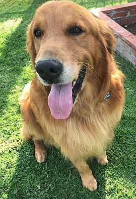 Ramona, CA - Golden Retriever. Meet POGGIE a Pet for Adoption ...