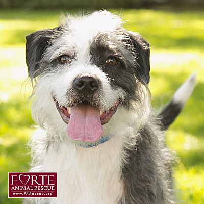 Marina del Rey, CA - English Sheepdog/Wirehaired Fox Terrier. Meet Max ...