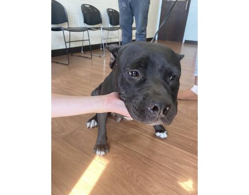Baton Rouge, LA - American Pit Bull Terrier/Mixed Breed (Medium). Meet ...