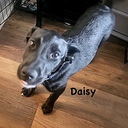 Thornton, CO - Labradoodle/American Pit Bull Terrier. Meet Daisy a Pet ...