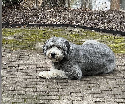 Lake Bluff, IL - Old English Sheepdog/Komondor. Meet Charlie a Pet for ...