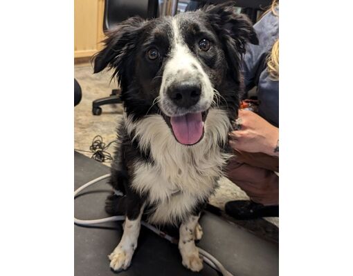 Missoula, MT - Border Collie/Mixed Breed (Medium). Meet Quazzy a Pet ...