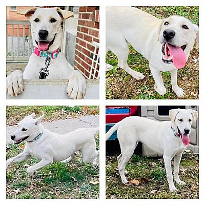New Oxford, PA - Labrador Retriever. Meet Mylee a Pet for Adoption ...
