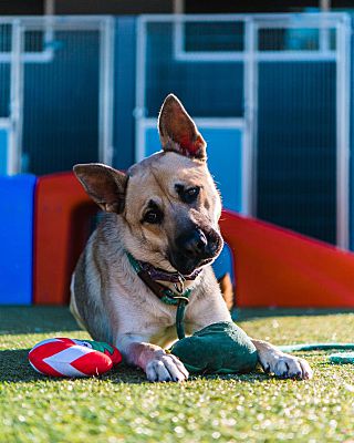 Phoenix, AZ - German Shepherd Dog/Labrador Retriever. Meet Christopher ...