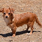 Papillon Puppies - Papillon Rescue and Adoption Near You