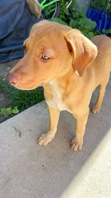 Mequon, WI - Labrador Retriever/Australian Shepherd. Meet Tookie a Pet ...