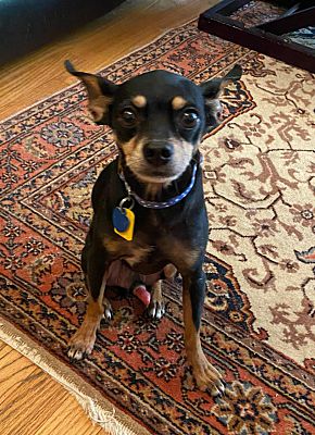 Studio City, CA - Miniature Pinscher/Chihuahua. Meet Pete a Pet for ...