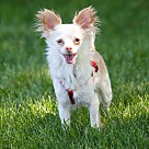 Papillon Puppies - Papillon Rescue and Adoption Near You