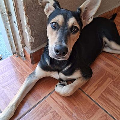 Boulder, CO - Australian Kelpie/Husky. Meet Ford a Pet for Adoption ...