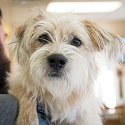 Dallas, TX - Terrier (Unknown Type, Small). Meet Bella a Pet for Adoption.