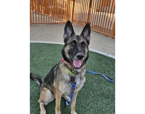 Las Vegas, NV - German Shepherd Dog. Meet *LYLA a Pet for Adoption ...
