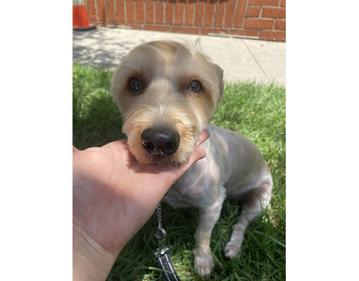 South Pasadena, CA - Mutt/Terrier (Unknown Type, Small). Meet Ruffy a ...