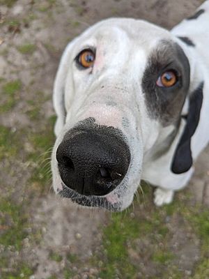Bullard, TX - Treeing Walker Coonhound/Siberian Husky. Meet Spots a Pet ...