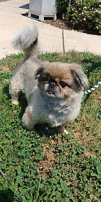 Virginia Beach, VA - Pekingese. Meet Rascal a Pet for Adoption ...