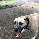 Mastiff Puppies - English Mastiff Puppies and Rescue