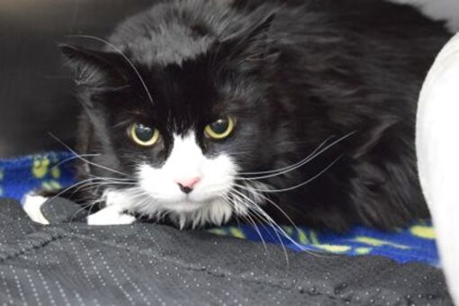 Williamsburg, VA - Maine Coon/Domestic Shorthair. Meet Isabella a Pet ...