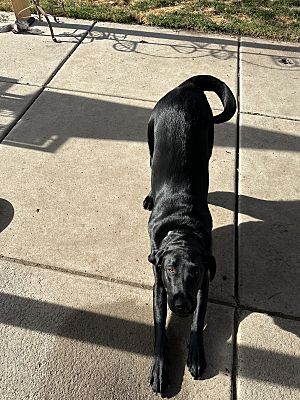 Sparks, NV - Labrador Retriever. Meet Maverick a Pet for Adoption ...