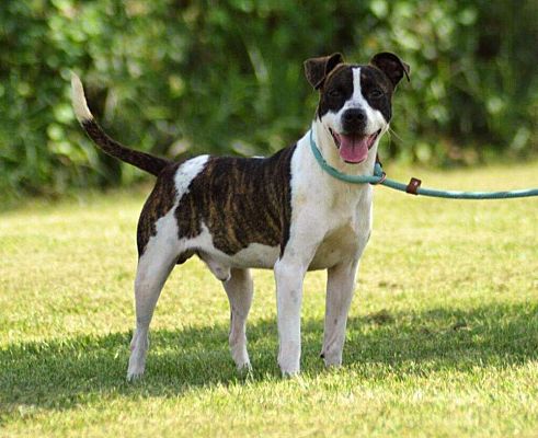 Dallas, TX - Terrier (Unknown Type, Medium). Meet Titan a Pet for ...