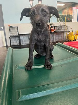 Dover, ME - Schnauzer (Miniature)/Yorkie, Yorkshire Terrier. Meet PIPPY ...