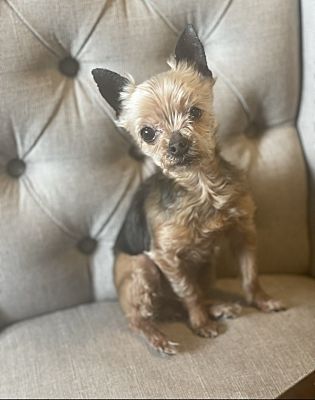 Virginia Beach, VA - Yorkie, Yorkshire Terrier. Meet Chloe a Pet for ...