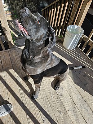 Templeton, CA - Cane Corso. Meet Jo Jo a Pet for Adoption - AdoptaPet.com