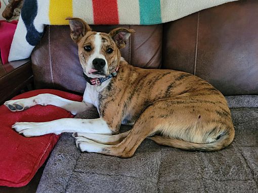Grangeville, ID - Basenji/Boxer. Meet Hayes a Pet for Adoption ...