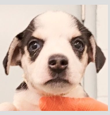 Boulder, CO - Fox Terrier (Smooth)/Corgi. Meet Callie a Pet for ...
