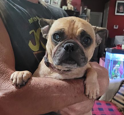 Chiefland, FL - Pug/French Bulldog. Meet Pasha a Pet for Adoption ...