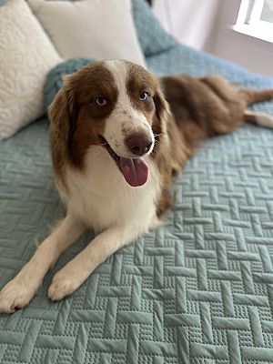 Springfield, VA - Australian Cattle Dog. Meet Tyler a Pet for Adoption ...