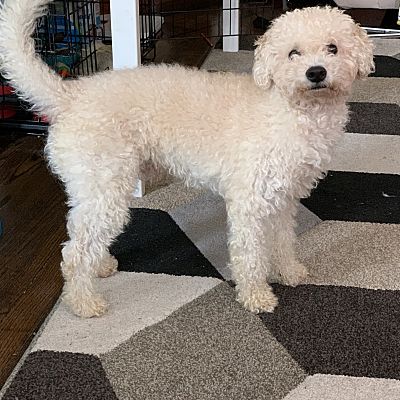 Bronx, NY - Poodle (Miniature). Meet Odie a Pet for Adoption ...