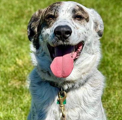 Mead, CO - Great Pyrenees/Mixed Breed (Large). Meet Archie a Pet for ...