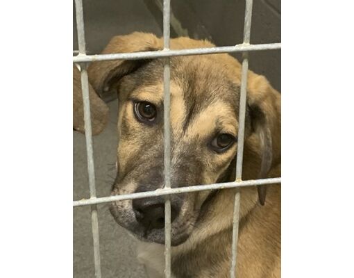 Los Lunas, NM - Boxer/Mixed Breed (Medium). Meet 56328733 a Pet for ...