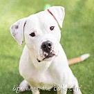 Boxer Puppies - Boxer Rescue and Adoption Near You