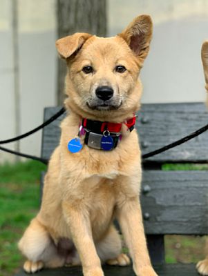 LONG ISLAND CITY, NY - Jindo/Corgi. Meet Hao a Pet for Adoption ...