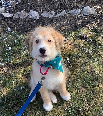 Barrie, ON - Labrador Retriever/Collie. Meet GINGERBREAD a Pet for ...