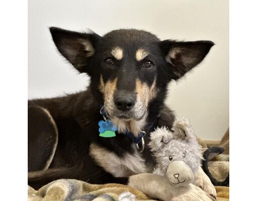 Kanab, UT - German Shepherd Dog/Mixed Breed (Medium). Meet Biscochito a ...