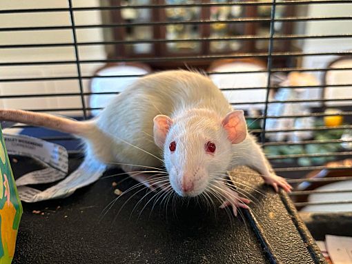 Indianapolis, IN - Rat. Meet Seam a Pet for Adoption - AdoptaPet.com