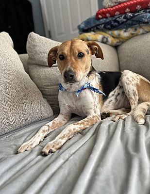 Warwick, RI - Hound (Unknown Type)/Rhodesian Ridgeback. Meet Ziva ...