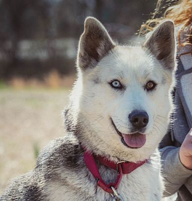 Plantsville, CT - Siberian Husky. Meet Louise (and Thelma) - Bonded ...