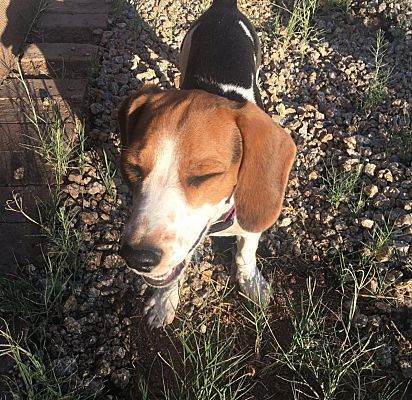 Phoenix, AZ - Beagle. Meet Daisie a Pet for Adoption - AdoptaPet.com