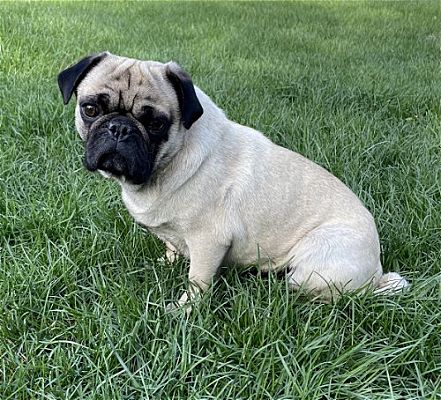 St. Louis Park, MN - Pug. Meet Stewie a Pet for Adoption - AdoptaPet.com