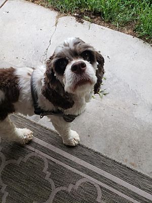 Windsor, CO - Cocker Spaniel. Meet Ladybug a Pet for Adoption ...