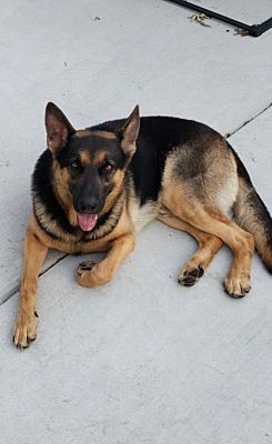 Baltimore, MD - German Shepherd Dog. Meet Lance a Pet for Adoption ...