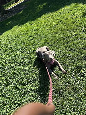 Hayward, CA - Labrador Retriever. Meet Venus a Pet for Adoption ...