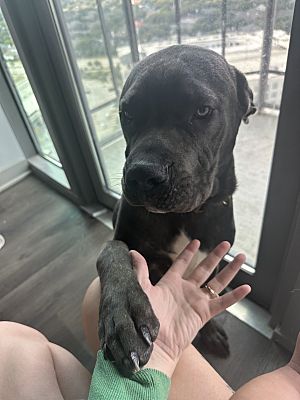 Frisco, TX - Cane Corso. Meet Forty a Pet for Adoption - AdoptaPet.com