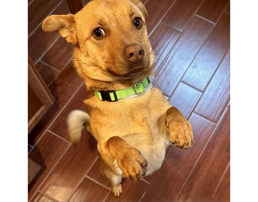 Staten Island, NY - German Spitz/Terrier (Unknown Type, Medium). Meet ...