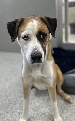 Burlington, KY - Siberian Husky/Coonhound. Meet Buddy a Pet for ...