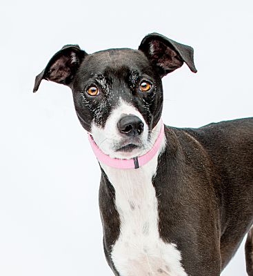 Atlanta, GA - Whippet. Meet Belle a Pet for Adoption - AdoptaPet.com